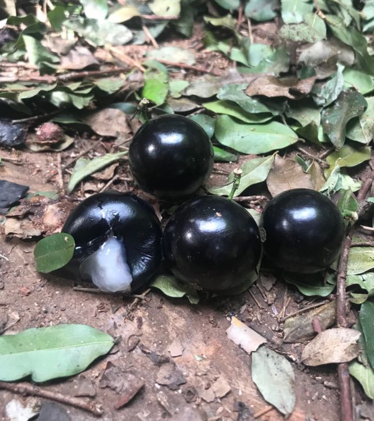 Discover Jabuticaba – Suívie Jabuticaba | Truly fresh, honestly healthy